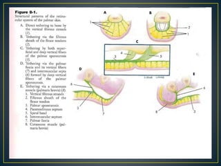 Hand anatomy- harsh amin | PPTX