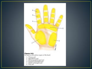 Hand anatomy- harsh amin | PPTX
