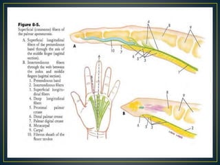 Hand anatomy- harsh amin | PPTX