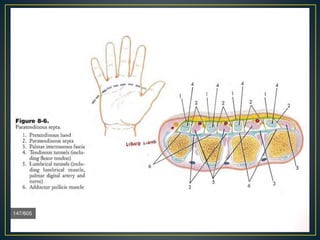 Hand anatomy- harsh amin | PPTX