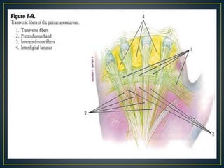 Hand anatomy- harsh amin | PPTX