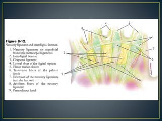Hand anatomy- harsh amin | PPTX