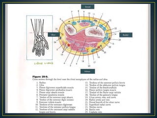 Hand anatomy- harsh amin | PPTX