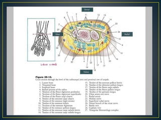 Hand anatomy- harsh amin | PPTX