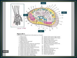 Hand anatomy- harsh amin | PPTX