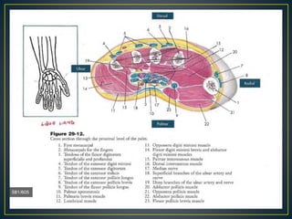 Hand anatomy- harsh amin | PPTX