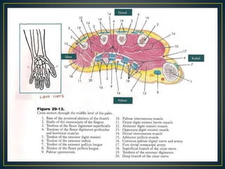 Hand anatomy- harsh amin | PPTX