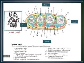 Hand anatomy- harsh amin | PPTX
