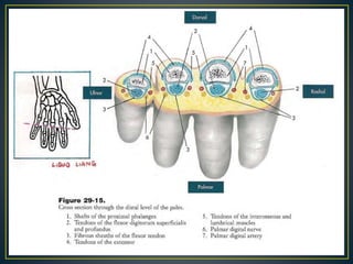 Hand anatomy- harsh amin | PPTX