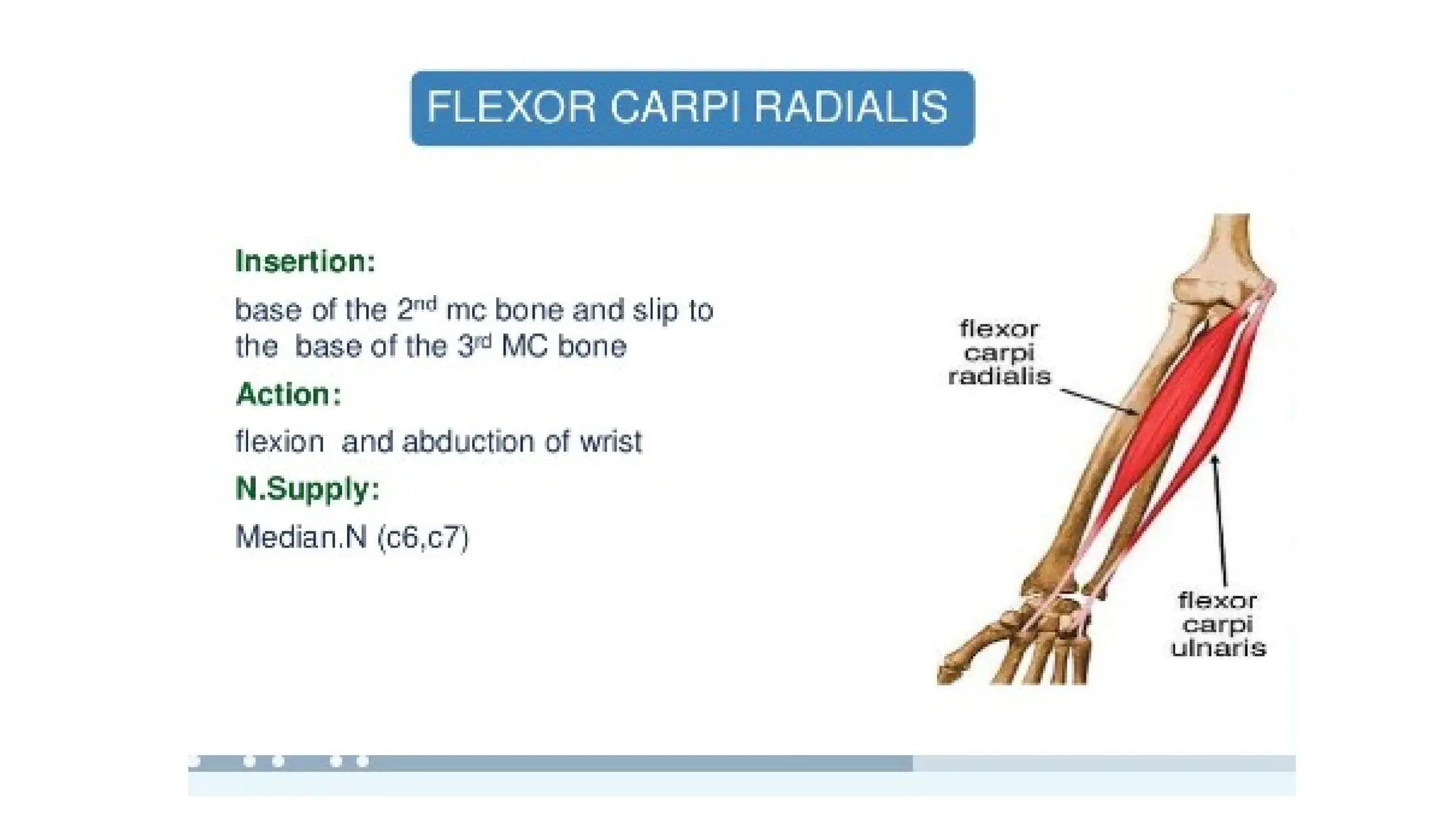 Hand and Upper limb Anatomy related to hand transplantation | PPTX