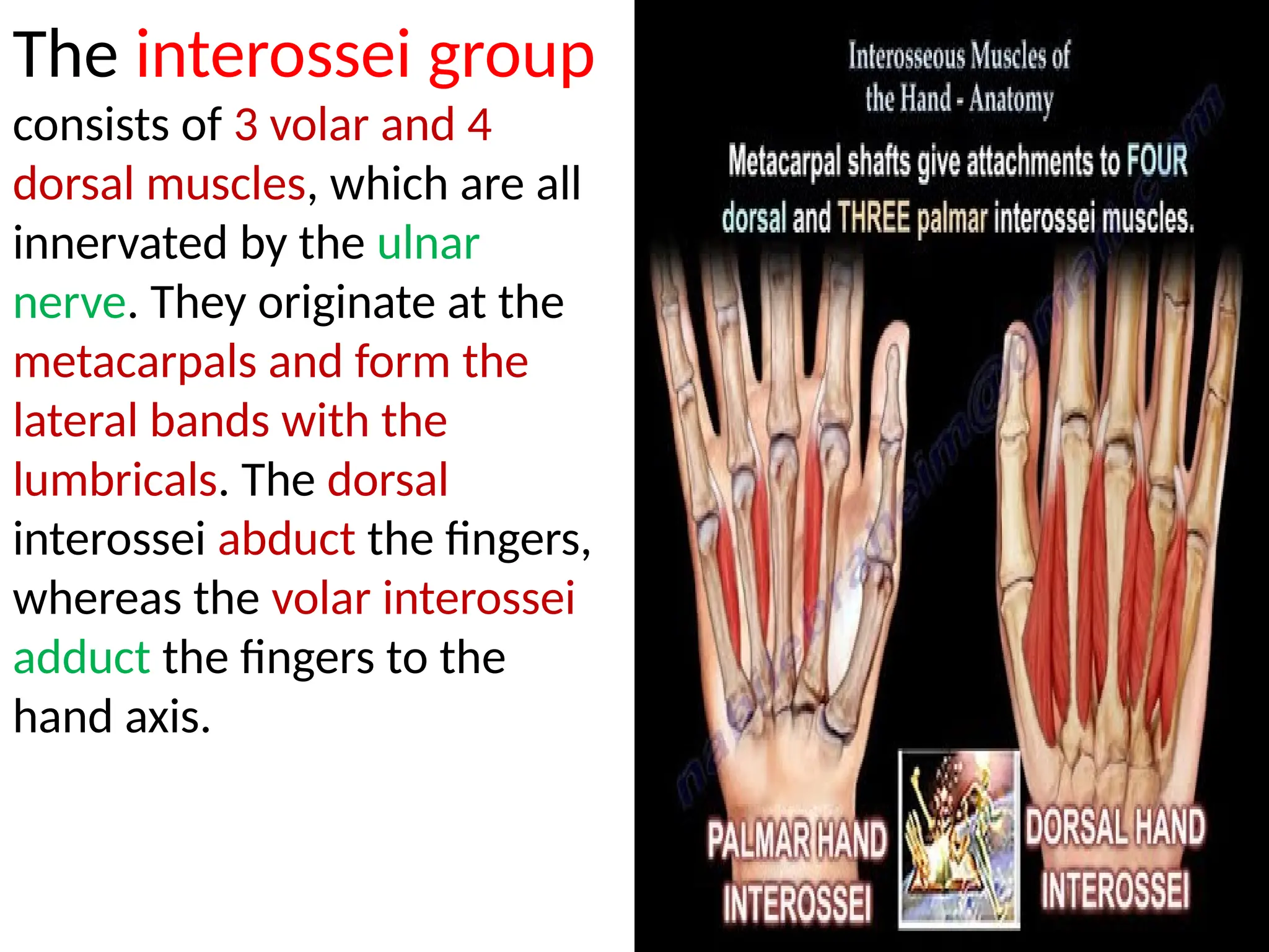 Hand anatomical structures presentations | PPTX | Death, Injury, or ...