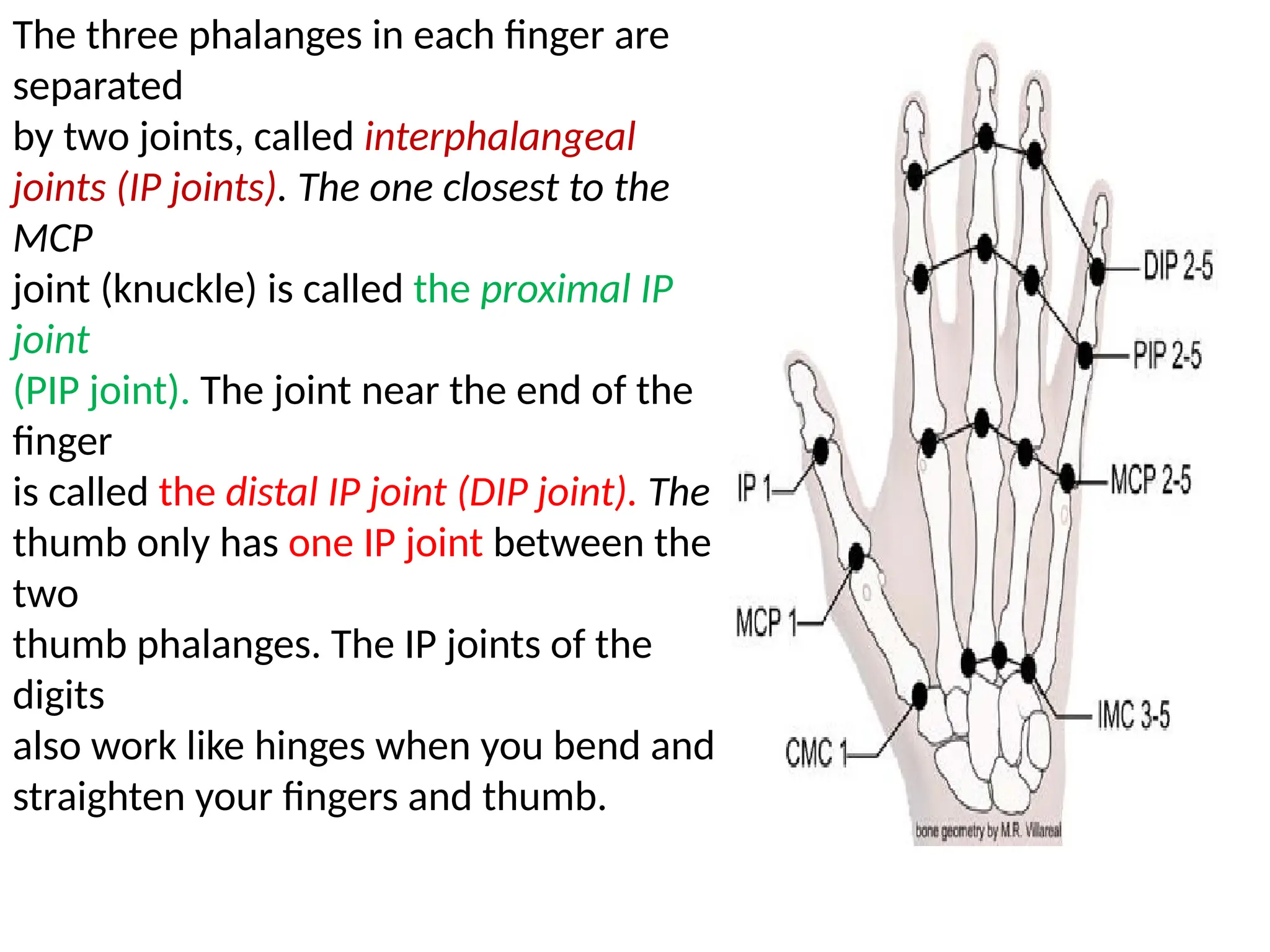 Hand anatomical structures presentations | PPTX