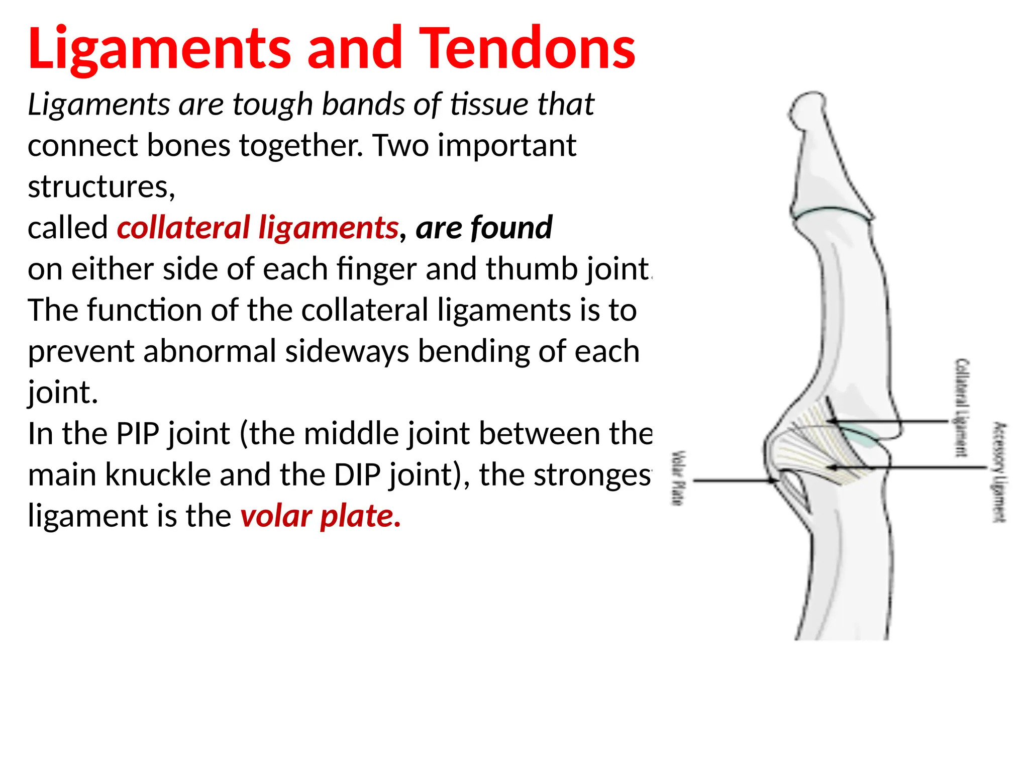Hand anatomical structures presentations | PPTX