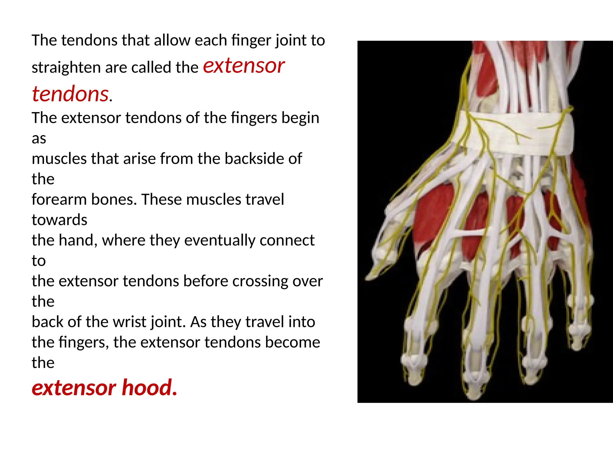 Hand anatomical structures presentations | PPTX | Death, Injury, or ...
