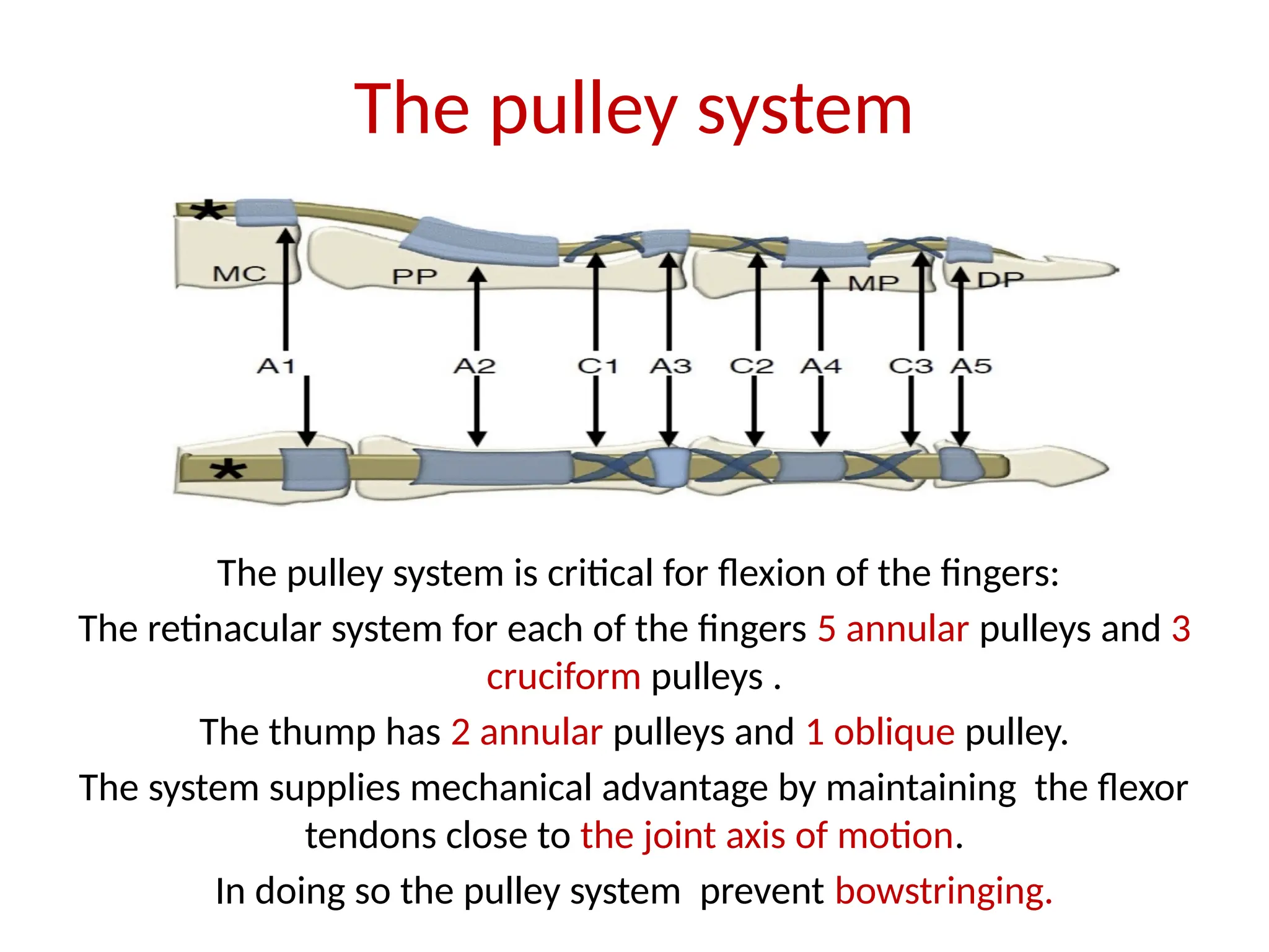 Hand anatomical structures presentations | PPTX