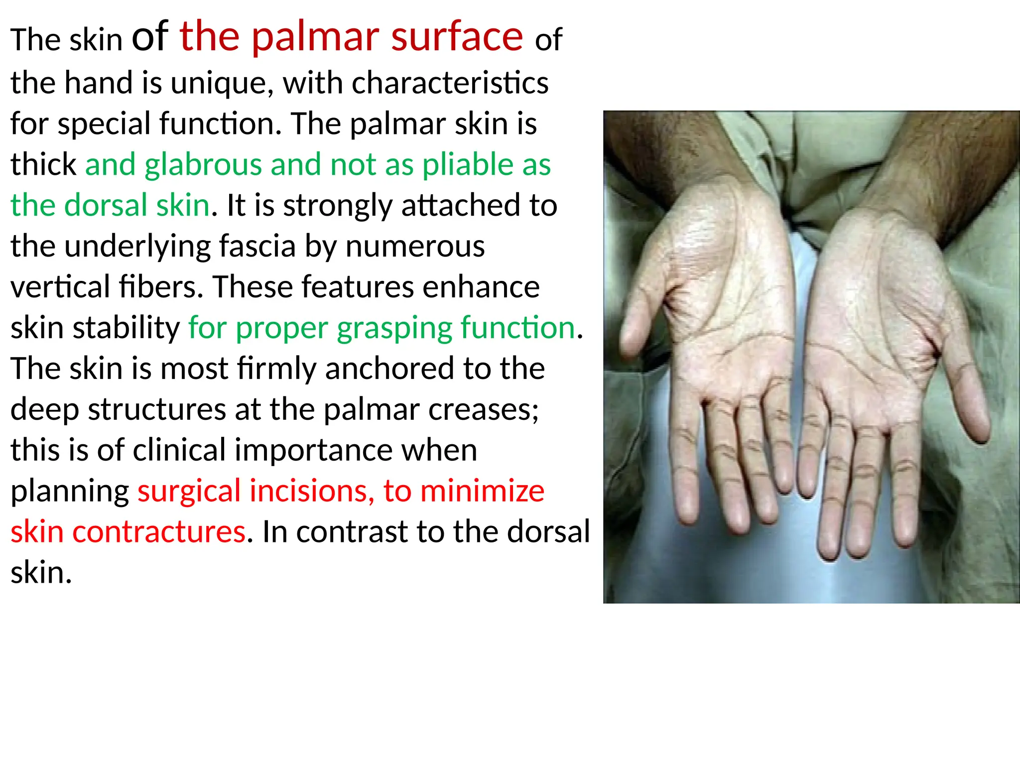Hand anatomical structures presentations | PPTX