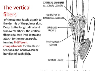 Hand anatomical structures presentations | PPTX