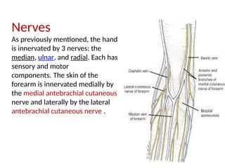 Hand anatomical structures presentations | PPTX
