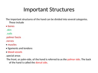 Hand anatomical structures presentations | PPTX
