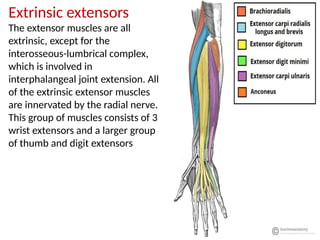 Hand anatomical structures presentations | PPTX