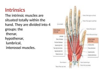 Hand anatomical structures presentations | PPTX