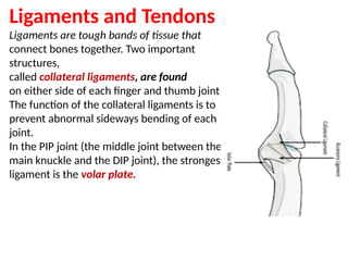 Hand anatomical structures presentations | PPTX