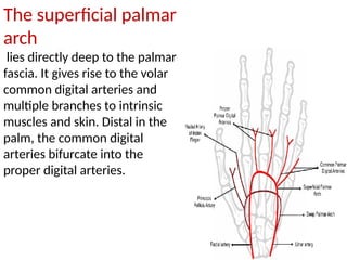 Hand anatomical structures presentations | PPTX