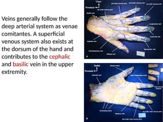 Hand anatomical structures presentations | PPTX