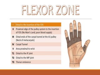 Hand anatomical structures presentations | PPTX