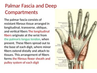Hand anatomical structures presentations | PPTX