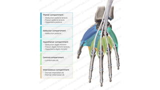 Anatomy of hand with blood supply and nerves supplying the forearm and ...