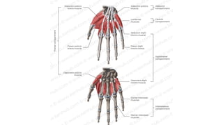 Anatomy of hand with blood supply and nerves supplying the forearm and ...
