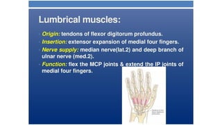 Anatomy of hand with blood supply and nerves supplying the forearm and ...