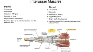 Anatomy of hand with blood supply and nerves supplying the forearm and ...