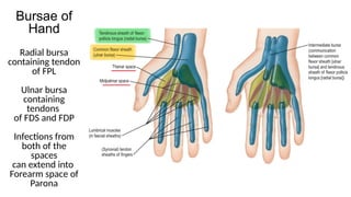 Anatomy of hand with blood supply and nerves supplying the forearm and ...