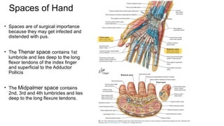 Anatomy of hand with blood supply and nerves supplying the forearm and ...