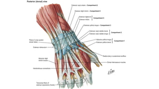 Anatomy of hand with blood supply and nerves supplying the forearm and ...