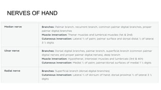 Anatomy of hand with blood supply and nerves supplying the forearm and ...