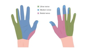 Anatomy of hand with blood supply and nerves supplying the forearm and ...