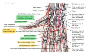 Anatomy of hand with blood supply and nerves supplying the forearm and ...