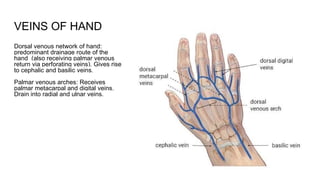 Anatomy of hand with blood supply and nerves supplying the forearm and ...