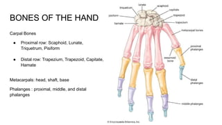 Anatomy of hand with blood supply and nerves supplying the forearm and ...