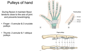 Anatomy of hand with blood supply and nerves supplying the forearm and ...