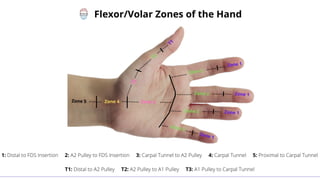 Anatomy of hand with blood supply and nerves supplying the forearm and ...