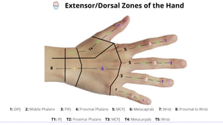 Anatomy of hand with blood supply and nerves supplying the forearm and ...