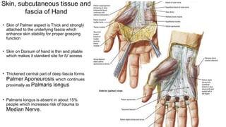 Anatomy of hand with blood supply and nerves supplying the forearm and ...