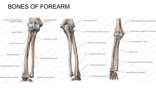 Anatomy of hand with blood supply and nerves supplying the forearm and ...