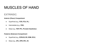 Anatomy of hand with blood supply and nerves supplying the forearm and ...