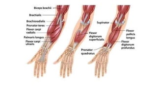 Anatomy of hand with blood supply and nerves supplying the forearm and ...