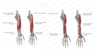 Anatomy of hand with blood supply and nerves supplying the forearm and ...